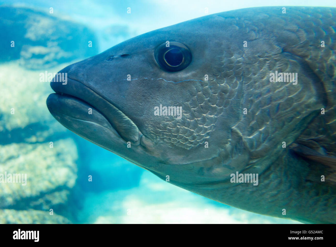 Ushaka marine world durban kwazulu natal hi-res stock photography and ...