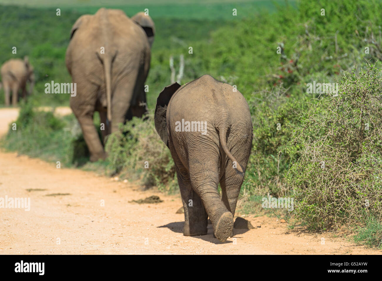 South Africa, Eastern Cape, Western District, Addo Elephant National ...