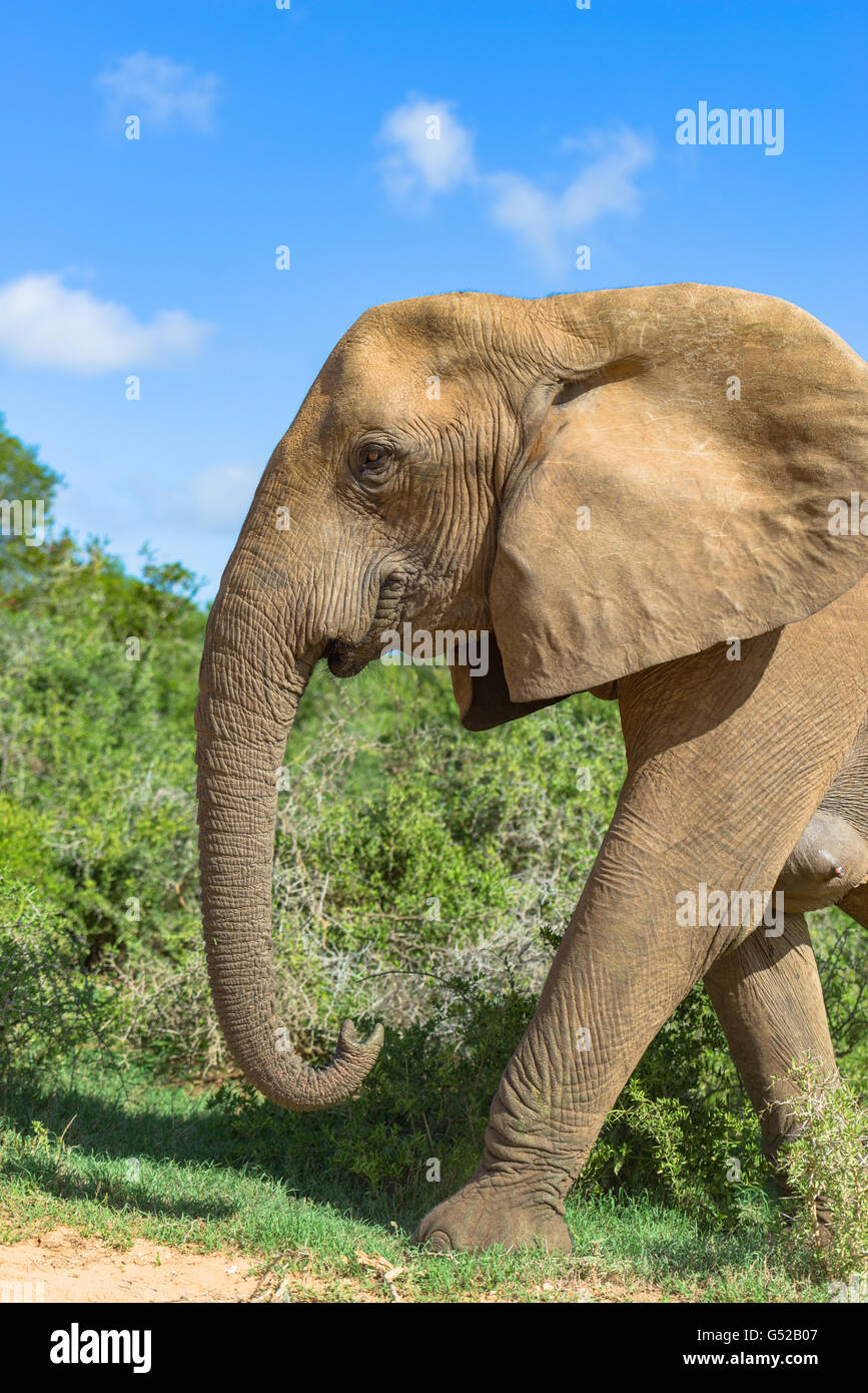 South Africa, Eastern Cape, Western District, Addo Elephant National ...