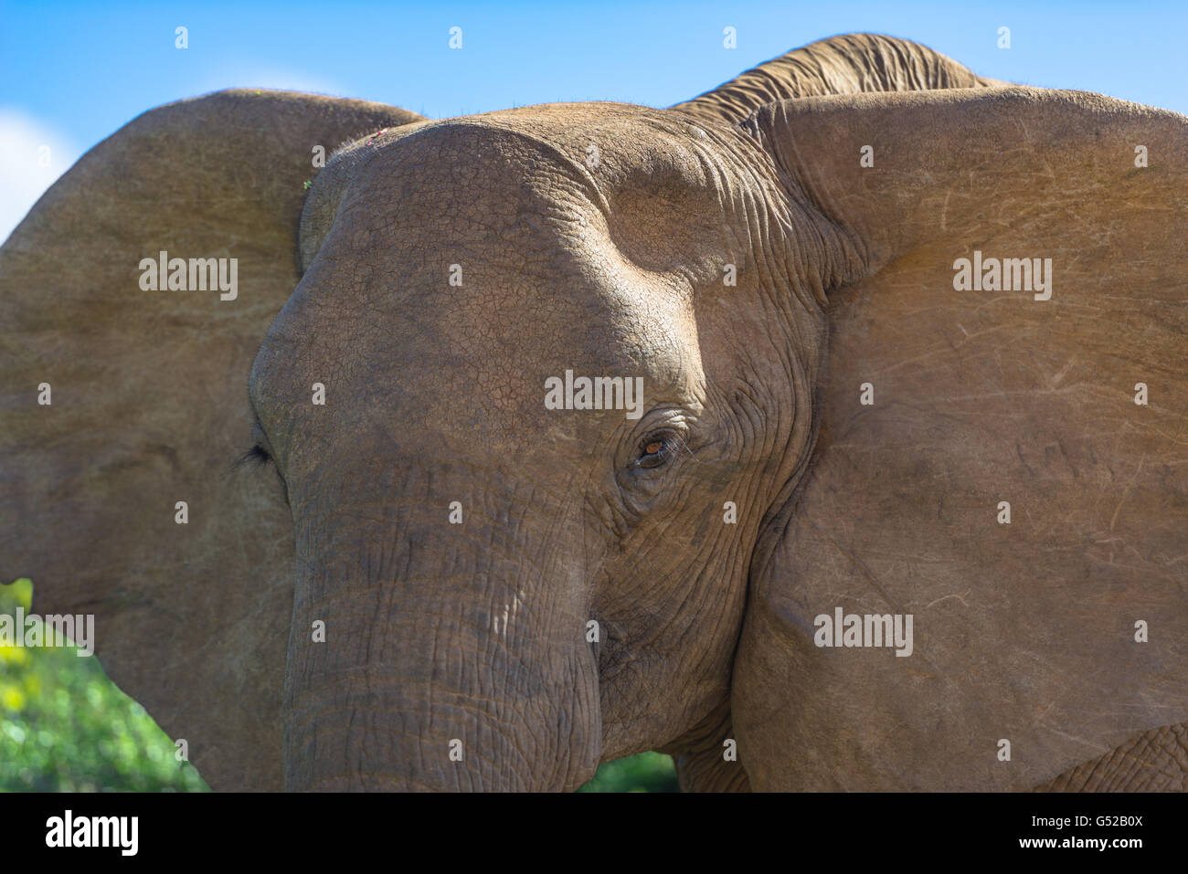 South Africa, Eastern Cape, Western District, Addo Elephant National ...