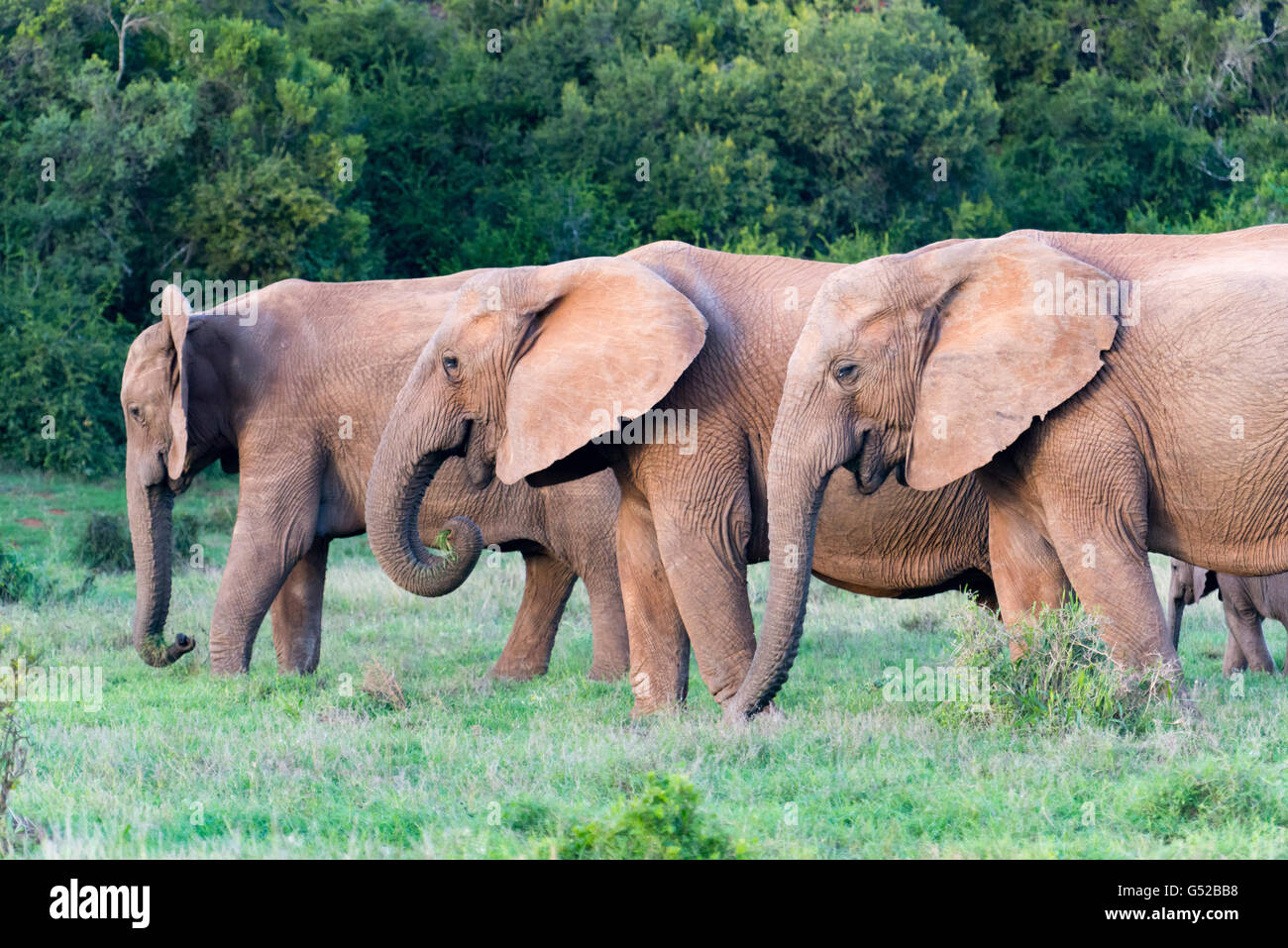 South Africa, Eastern Cape, Western District, Addo Elephant National ...