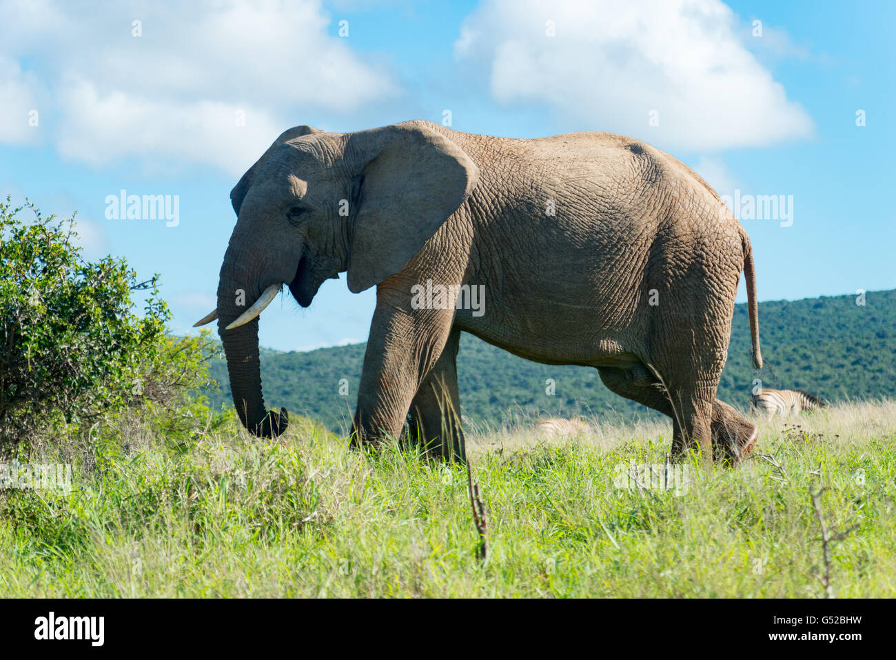 South Africa, Eastern Cape, Western District, Addo Elephant National ...
