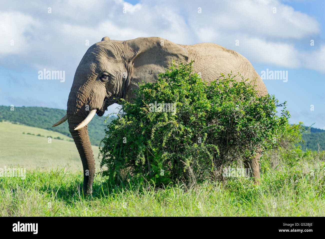 South Africa, Eastern Cape, Western District, Addo Elephant National ...