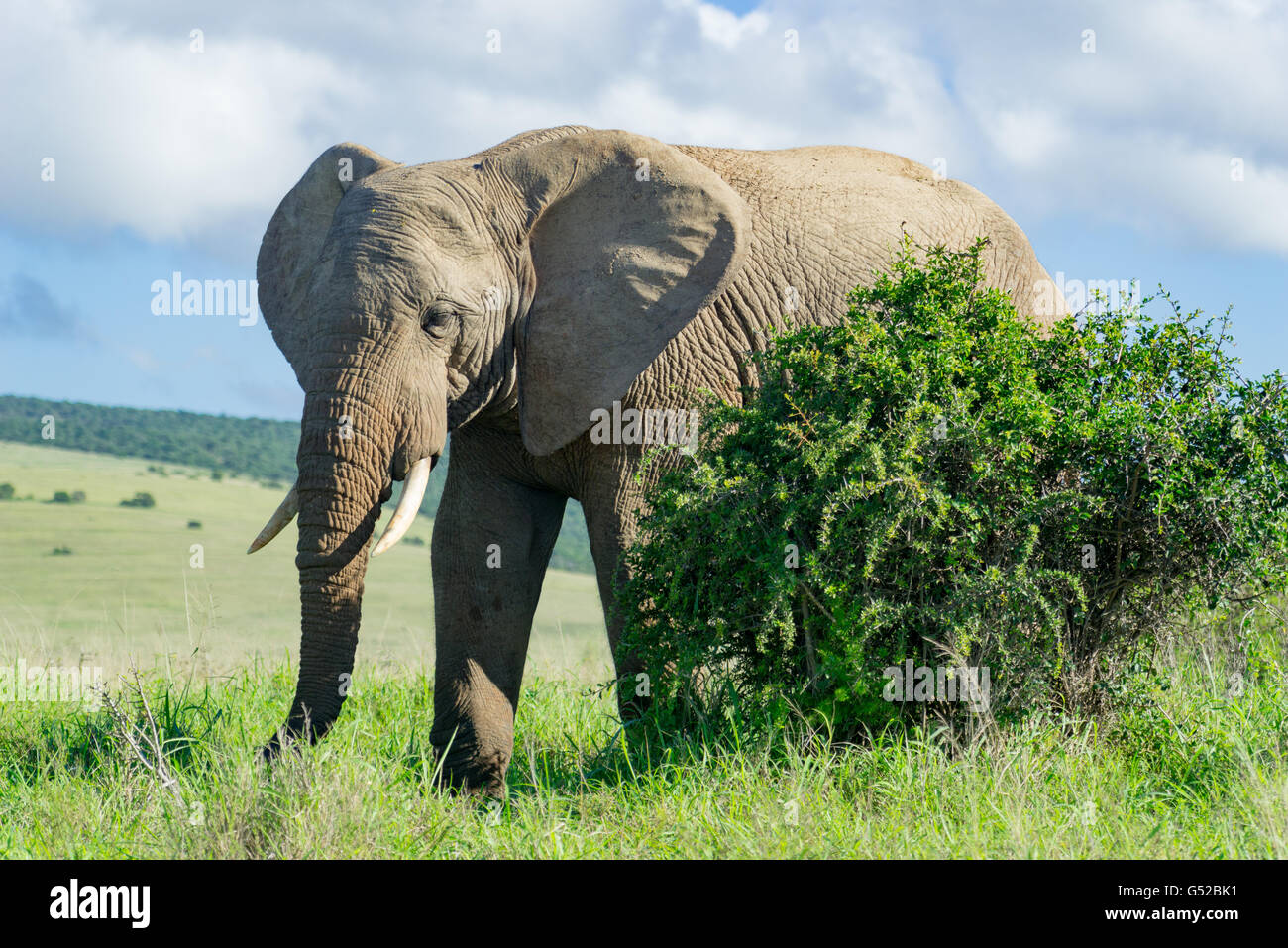 South Africa, Eastern Cape, Western District, Addo Elephant National ...