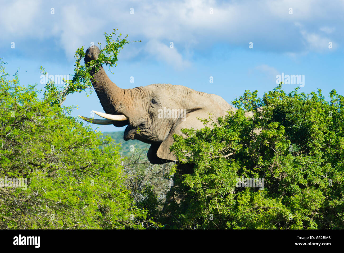 South Africa, Eastern Cape, Western District, Addo Elephant National ...