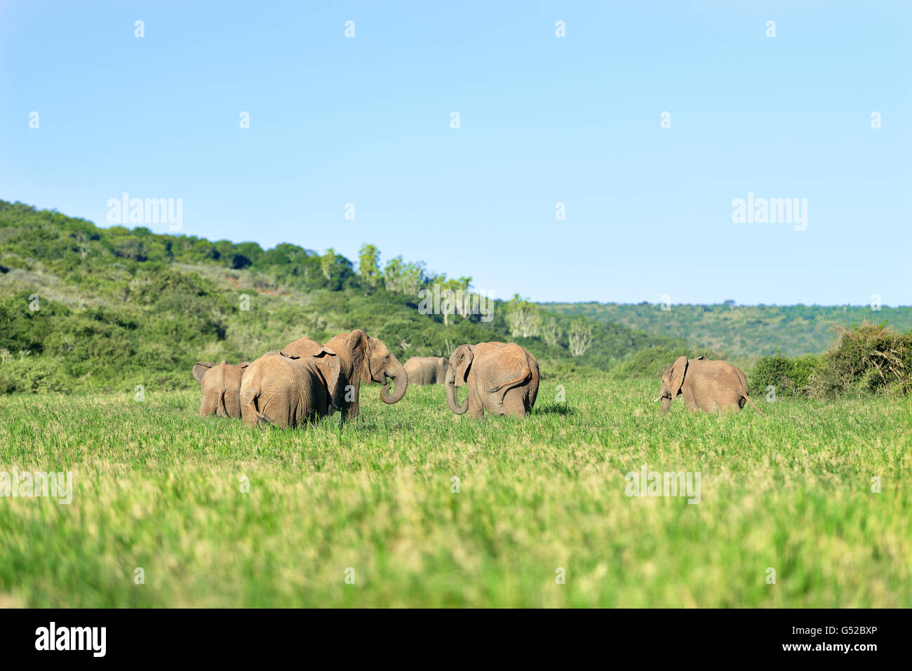 South Africa, Eastern Cape, Western District, Addo Elephant National ...