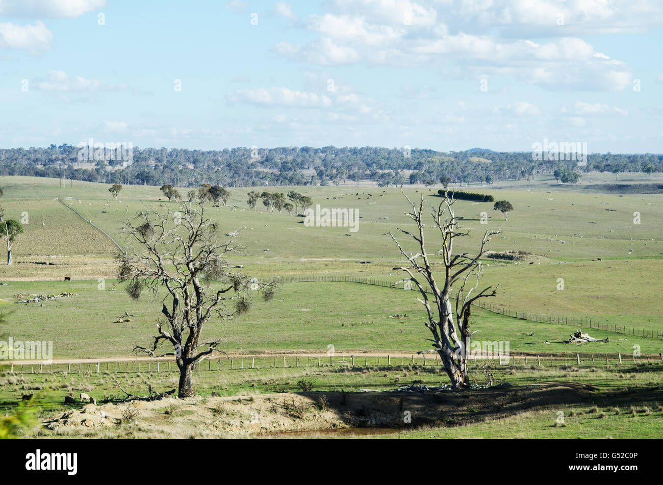 Sheep and Cattle Grazing Country in the Northern Tablelands of NSW ...