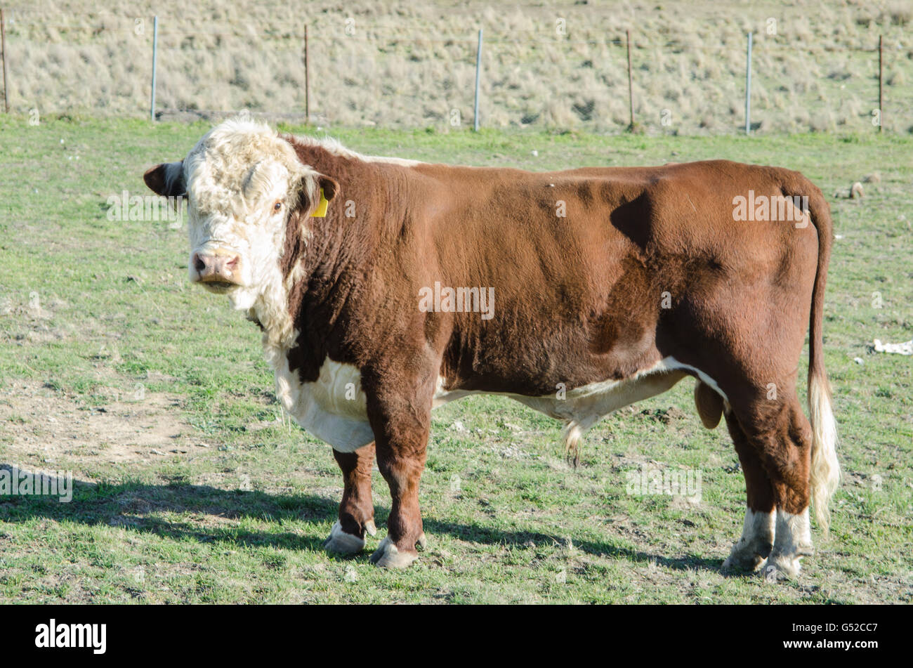 Herford Bull Standing in a Paddock Stock Photo - Alamy