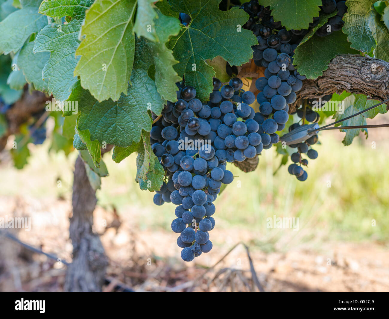 South Africa, Western Cape, Cape Winelands, grapes from Stellenbosch ...