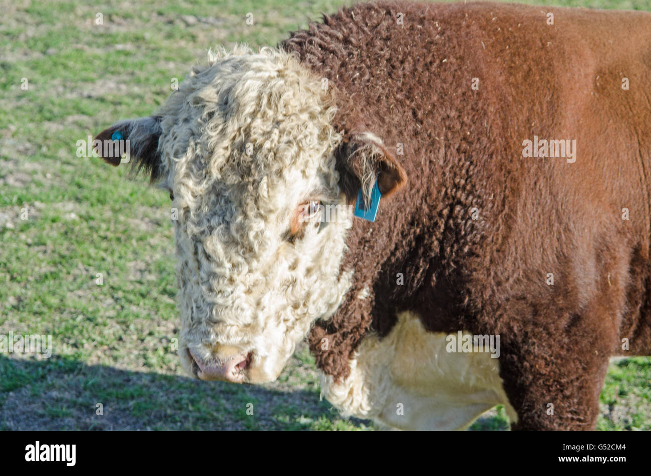 Close up adult bull hi-res stock photography and images - Alamy
