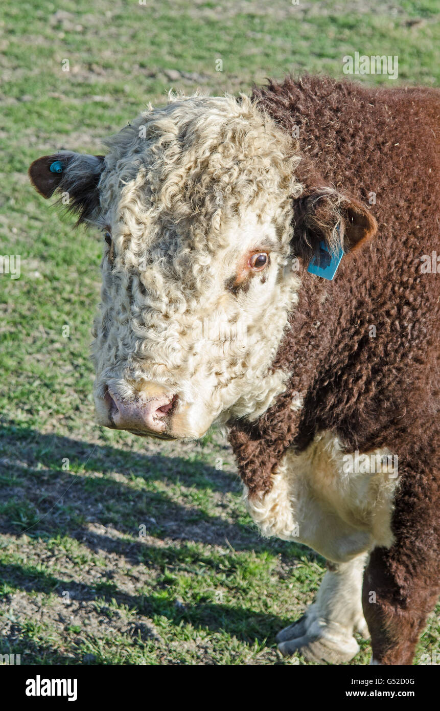 Close up adult bull hi-res stock photography and images - Alamy