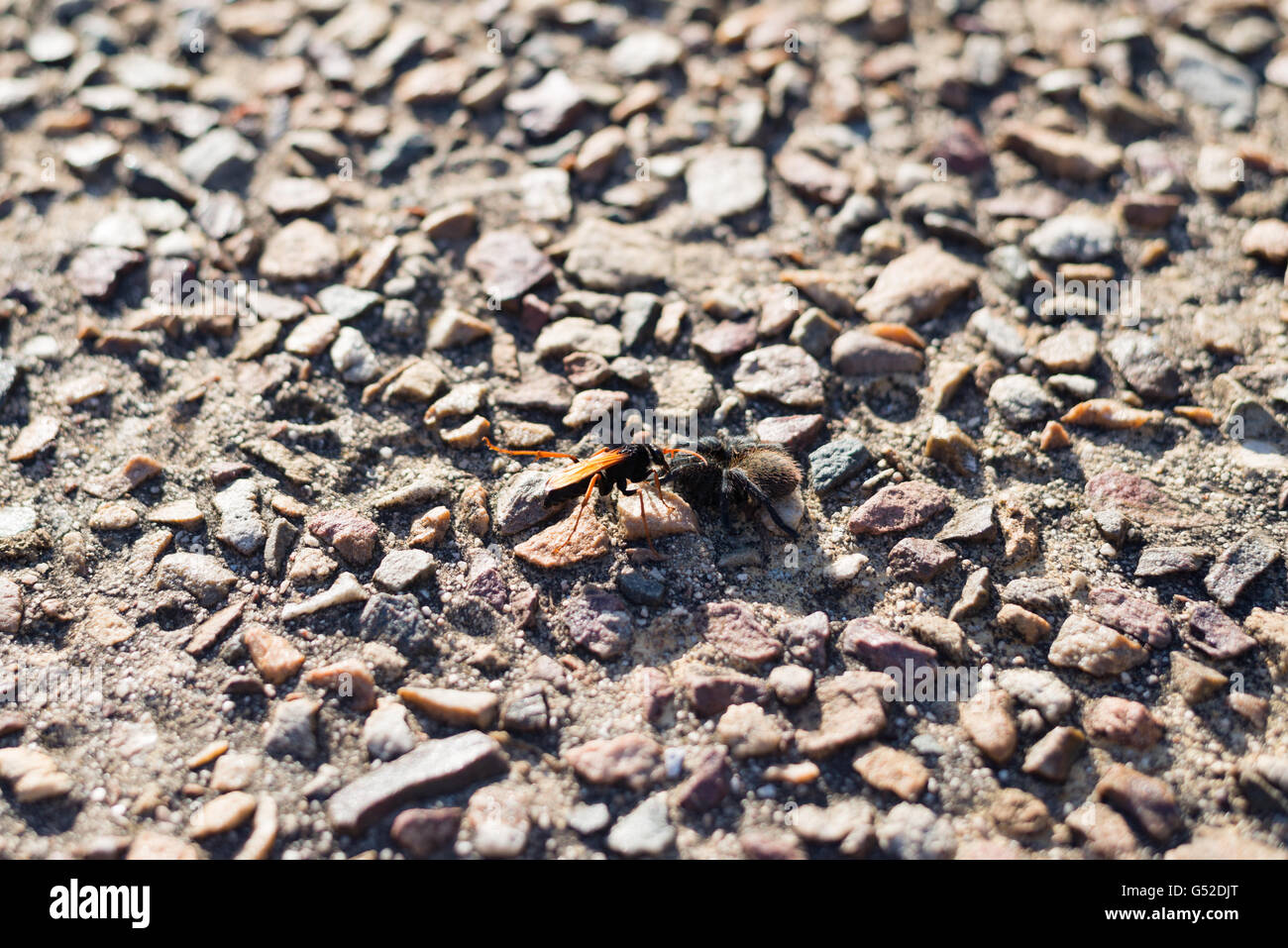 South Africa, Western Cape, Cape Town, close-up of a spider Stock Photo ...