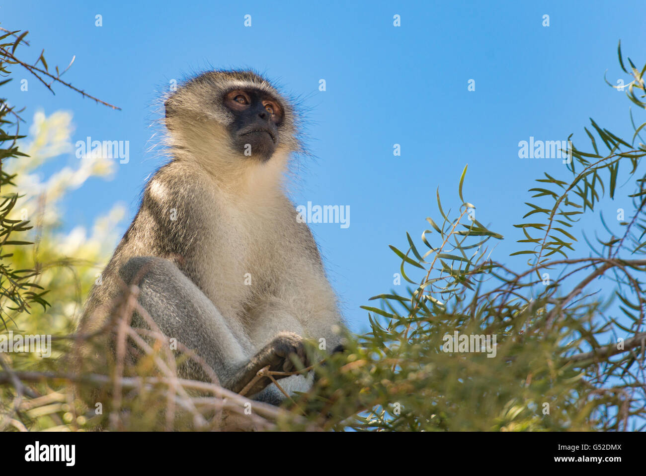 South Africa, North Cape, Benede Oranje, Augrabies Falls National Park ...