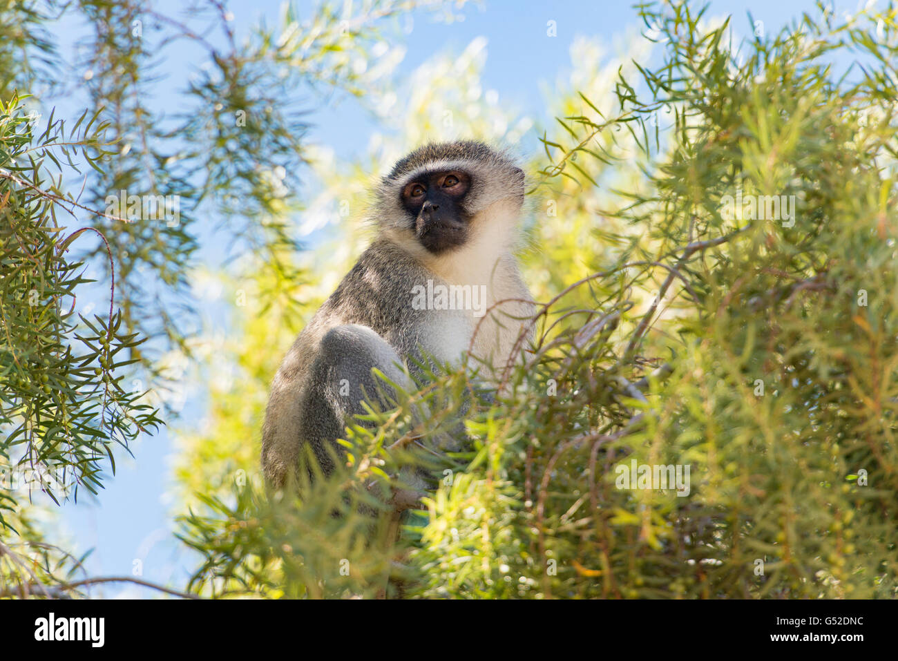 South Africa, North Cape, Benede Oranje, Augrabies Falls National Park ...