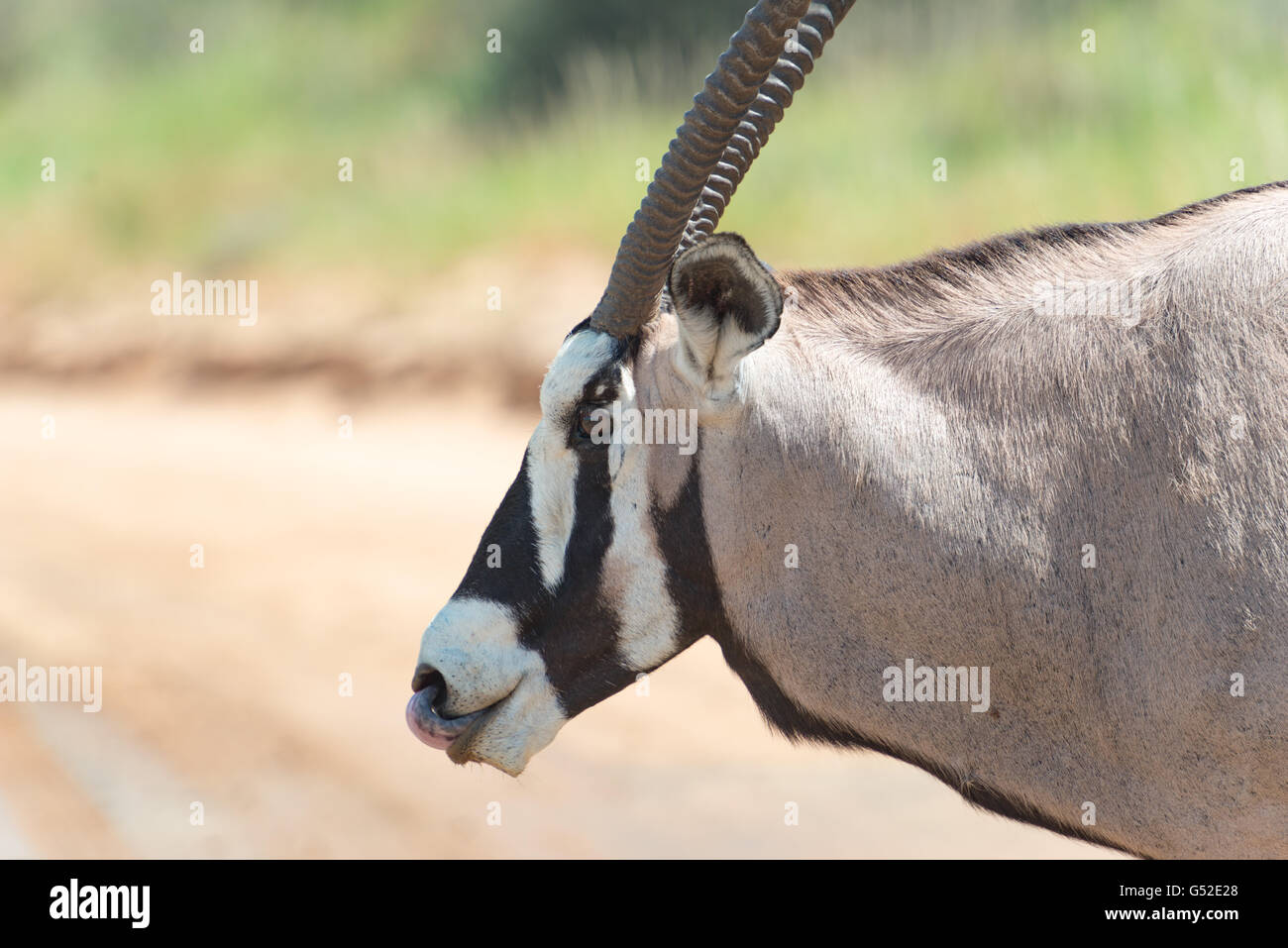 South Africa, North Cape, Mier, Kgalagadi Transfrontier Park, Oryx ...