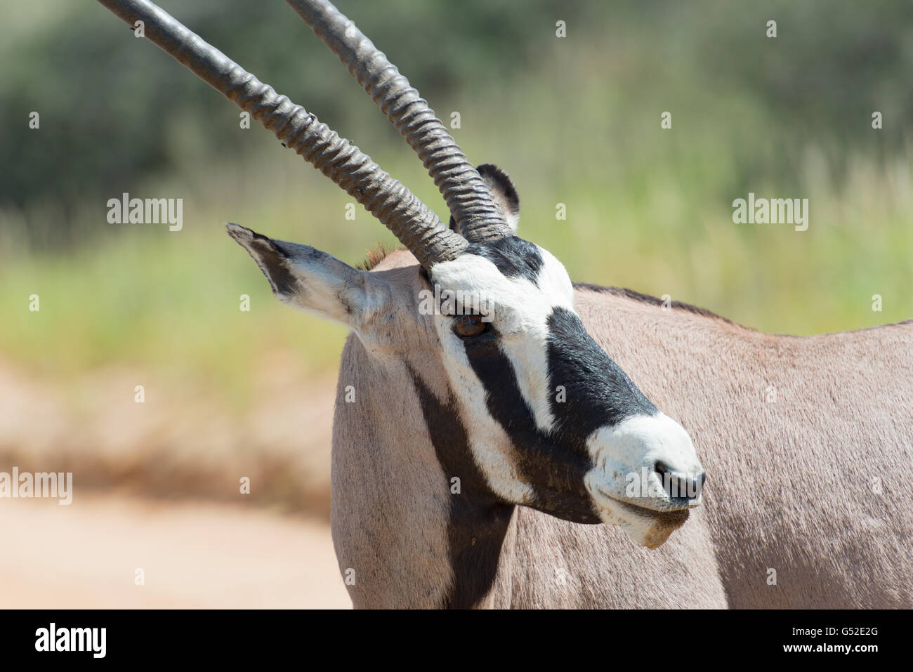 Black spotted antelope hi-res stock photography and images - Alamy
