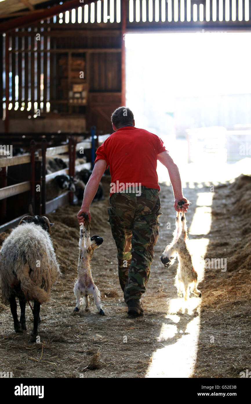 PHOTO. Farmer Malcolm Robinson takes his lamb from birthing pen to ...