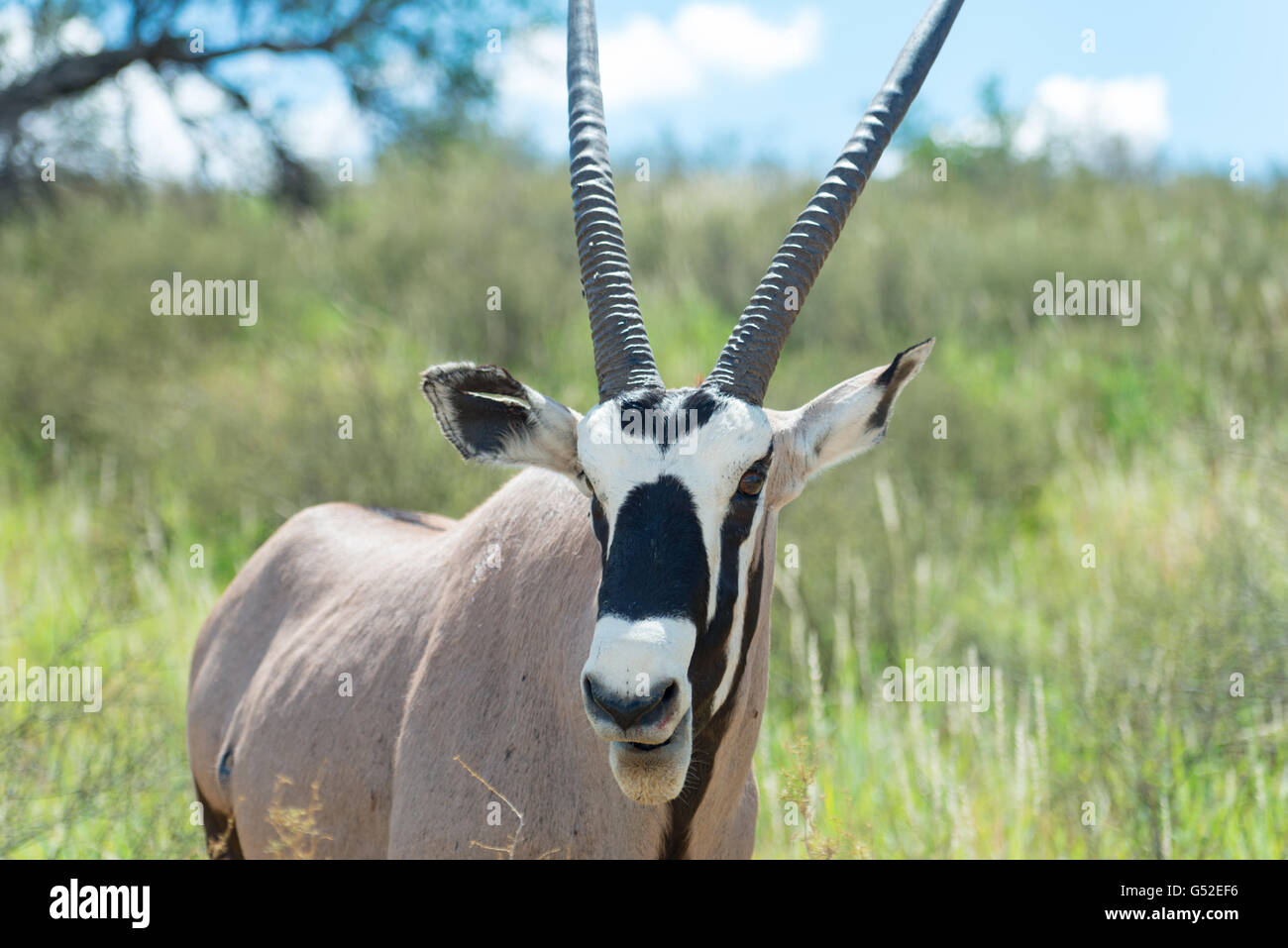 South Africa, North Cape, Mier, Kgalagadi Transfrontier Park, Oryx ...