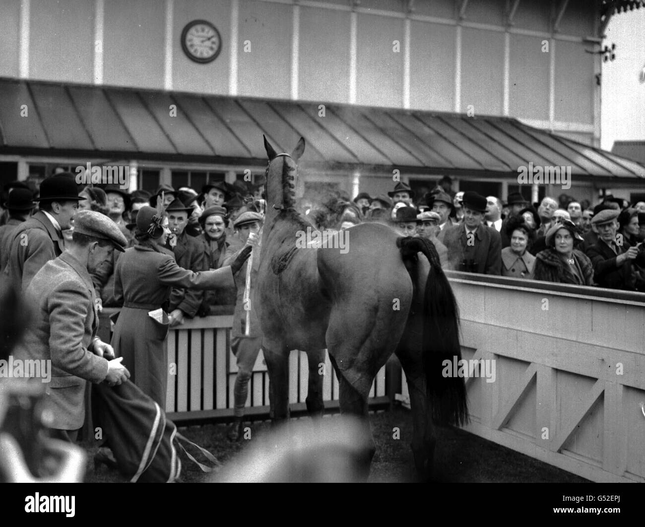 Inside the unsaddling enclosure at hurst park hi-res stock photography ...