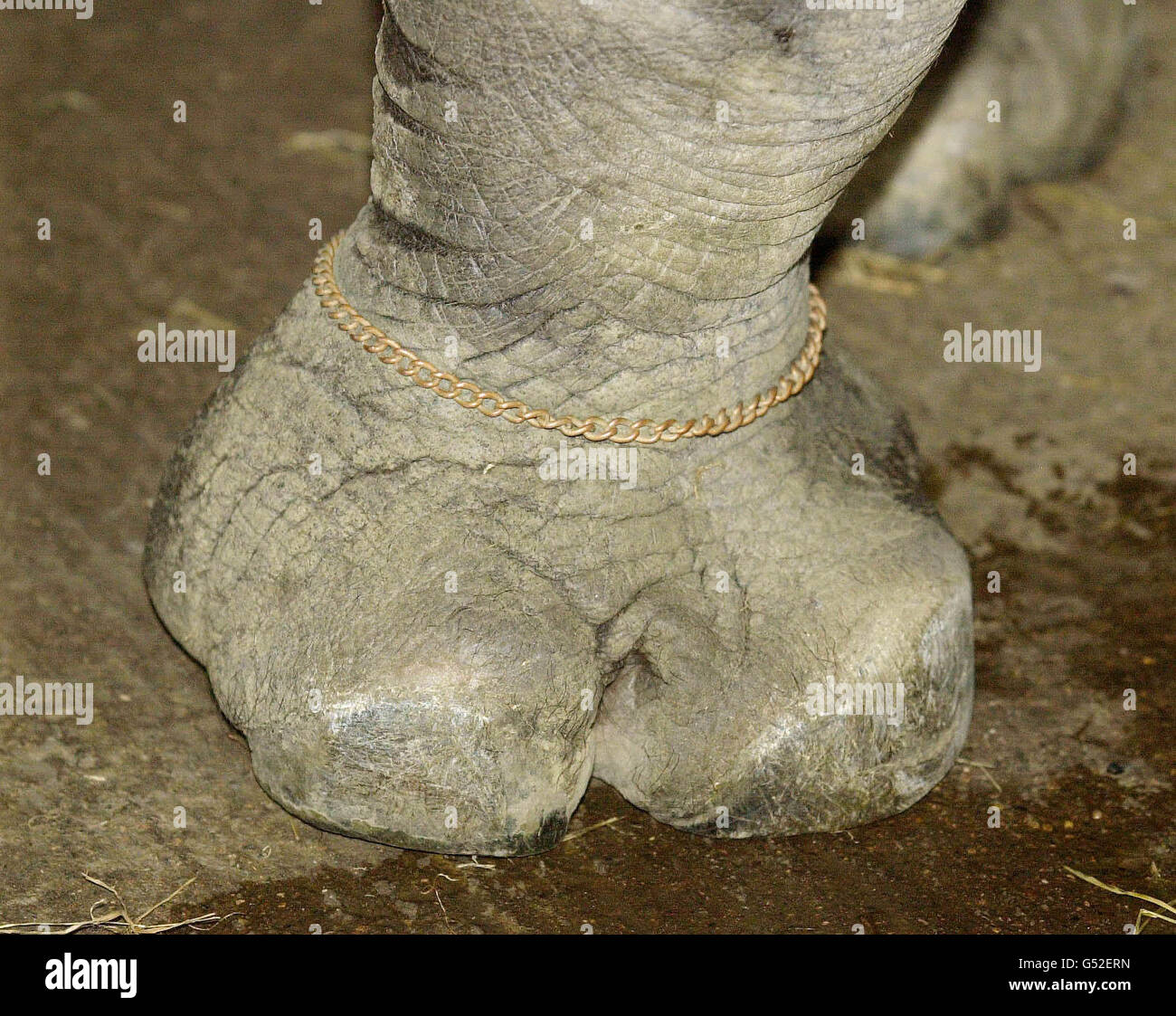 Ankle chain hi-res stock photography and images - Alamy