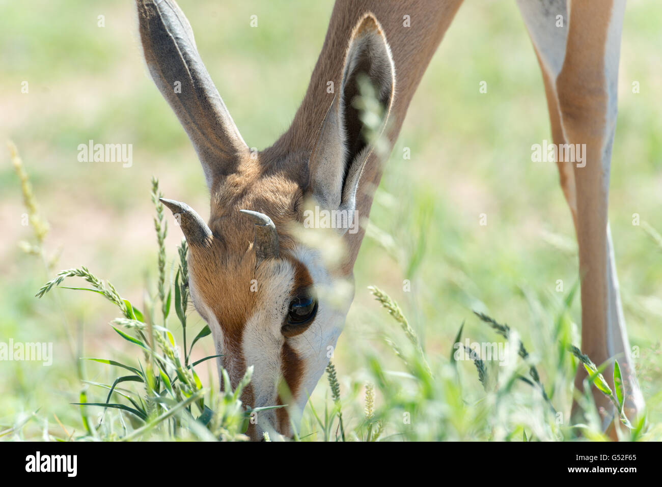 South Africa, North Cape, Benede Oranje, Kgalagadi Transfrontier Park ...