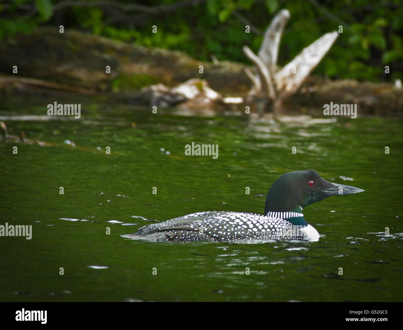 Gaviiformes fish hi-res stock photography and images - Alamy