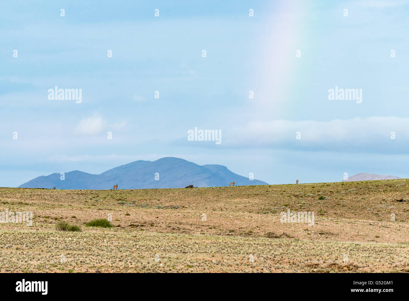 Namibia, Erongo, Namib - Naukluft Park, zebras in the rainbow Stock ...