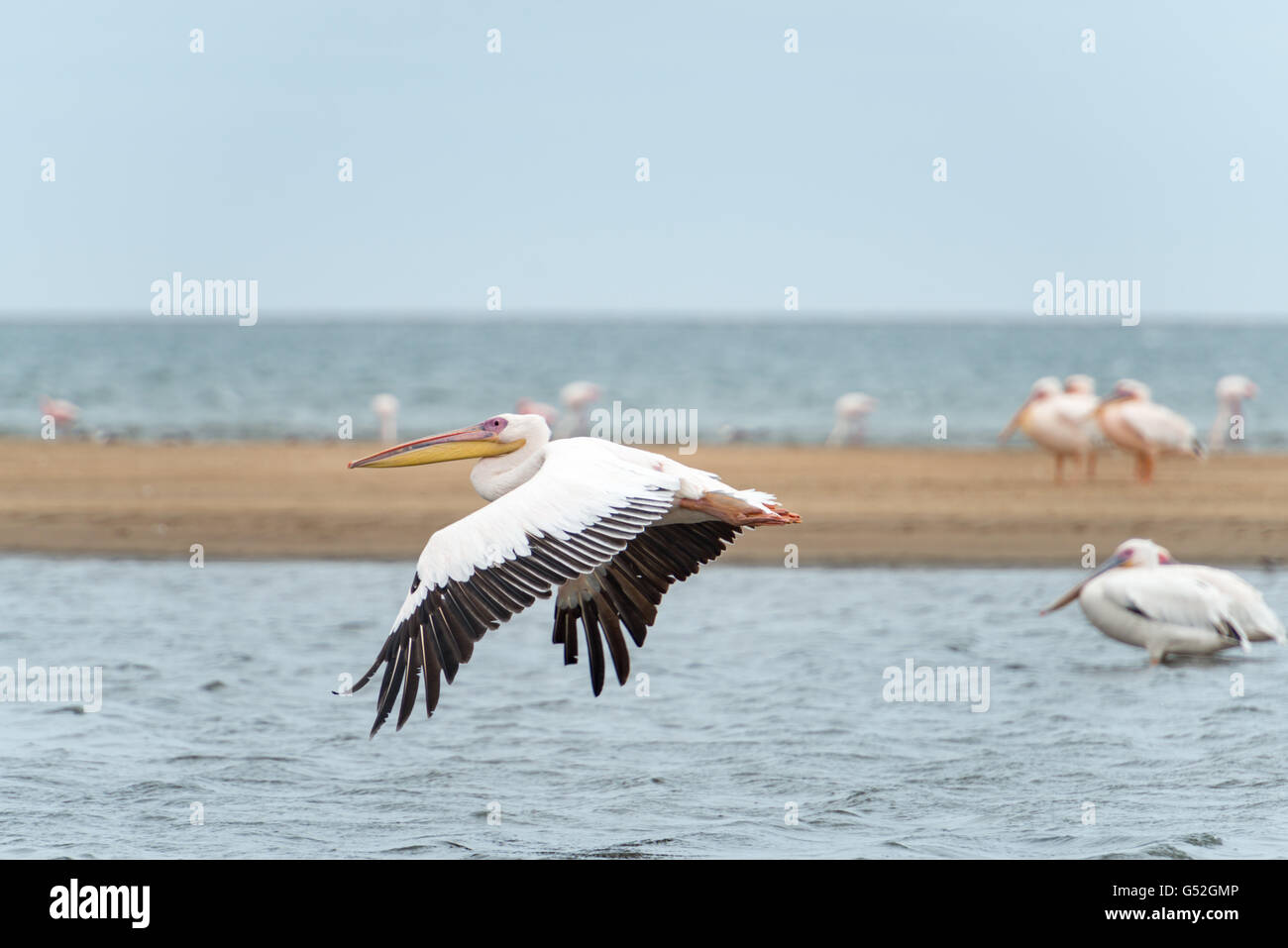 Namibia, Erongo, Walvis Bay, A pelican in flight Stock Photo - Alamy