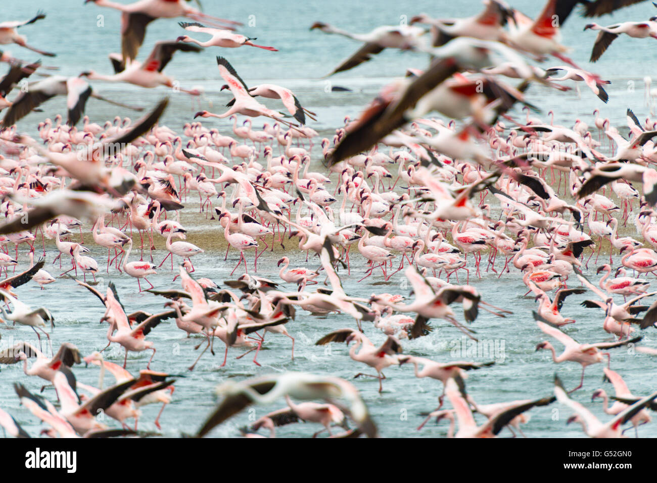 Namibia, Erongo, Walvis Bay, Through the Flamingo Swarm Stock Photo - Alamy