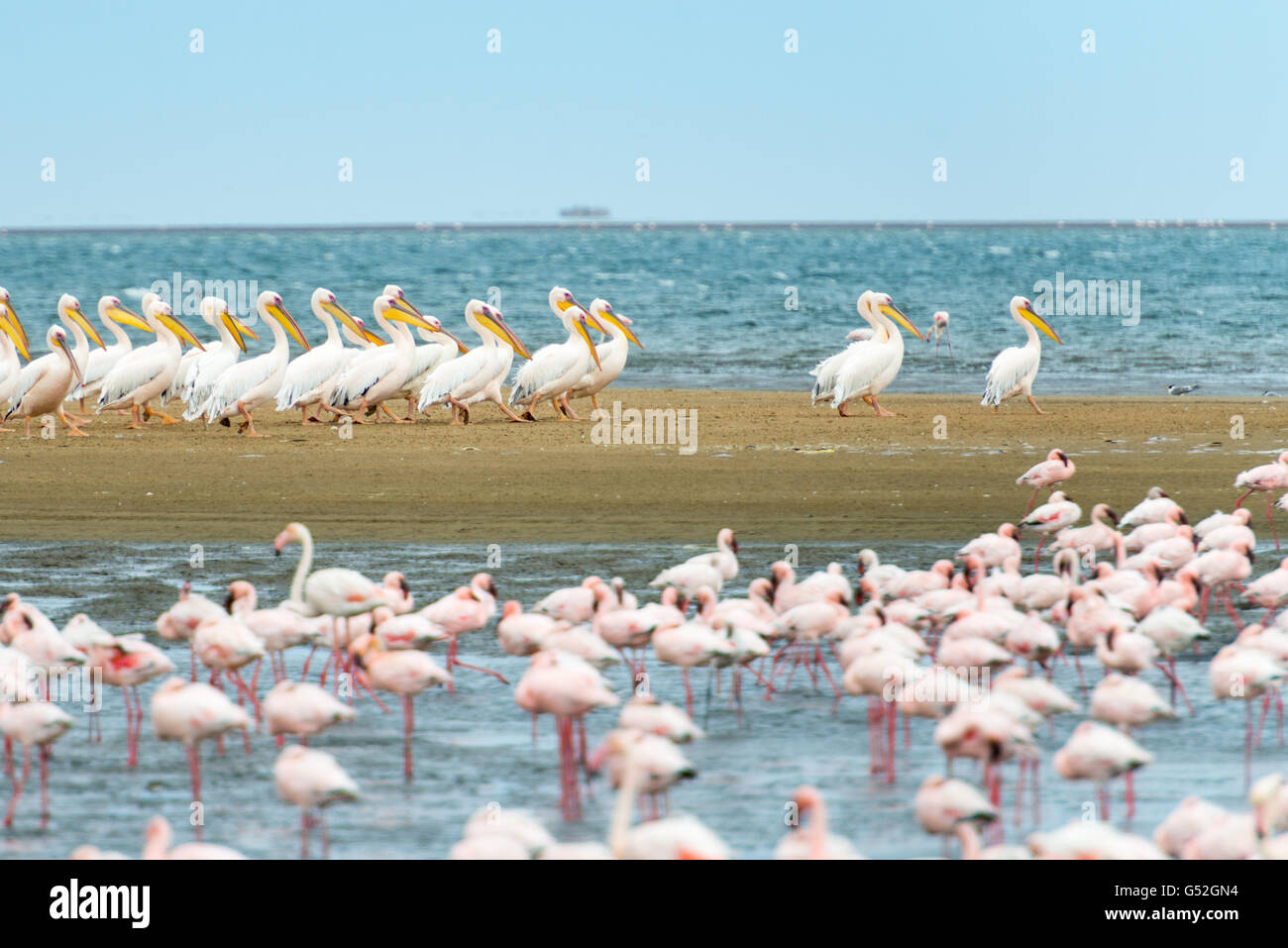 Namibia, Erongo, Walvis Bay, A group of proud pelicans Stock Photo - Alamy