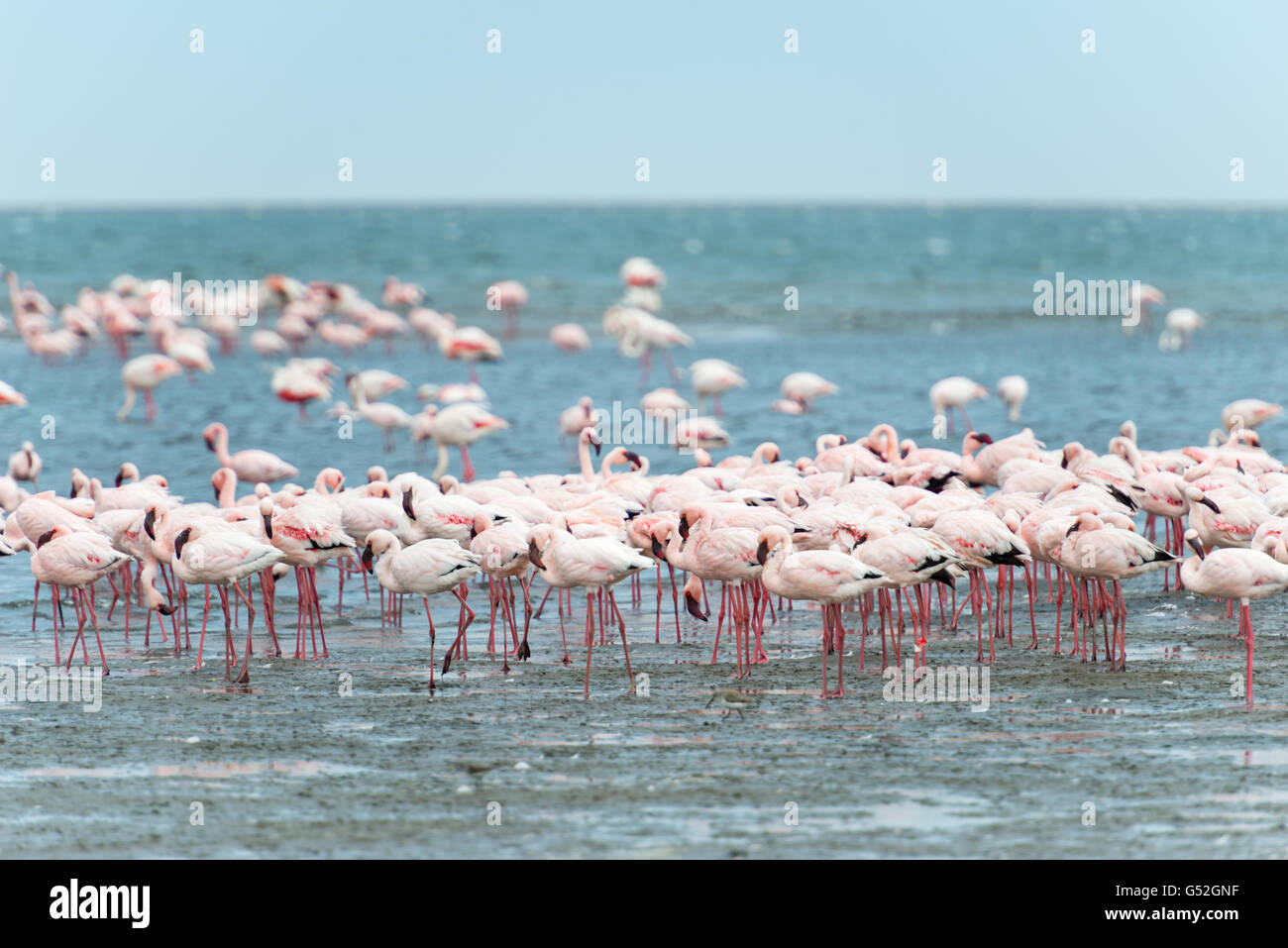Namibia, Erongo, Walvis Bay, flamingo herd in the sea Stock Photo - Alamy