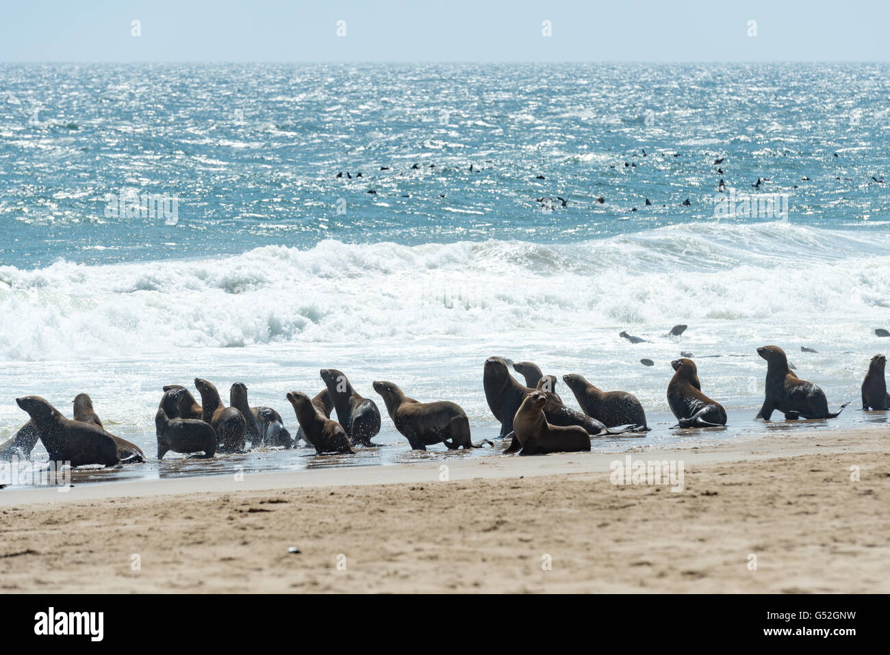 Namibia, Erongo, Walvis Bay, seals go swimming, seals Stock Photo - Alamy