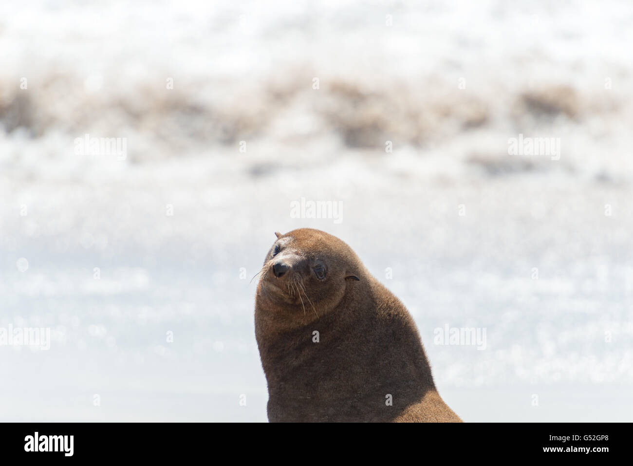 Namibia, Erongo, Walvis Bay, A curious seal, seal Stock Photo - Alamy