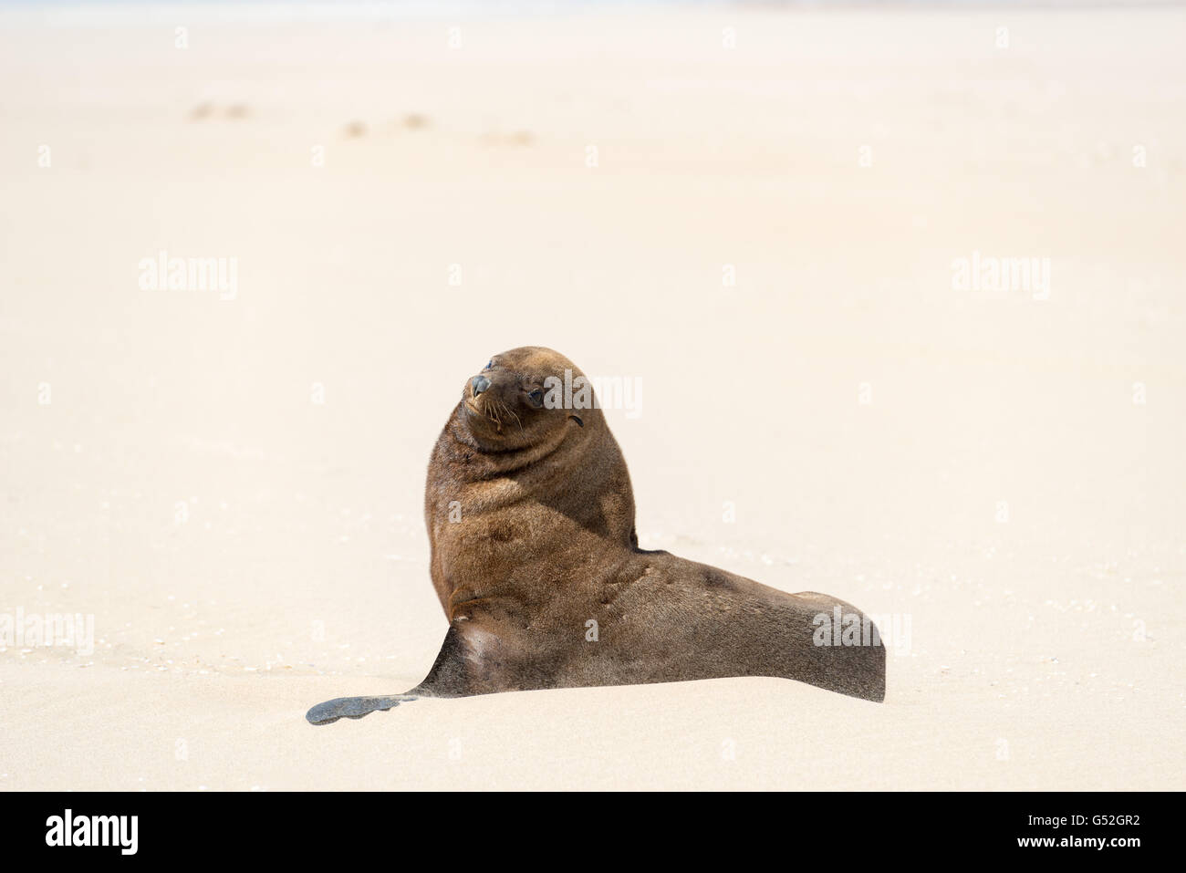 Namibia, Erongo, Walvis Bay, seal Stock Photo - Alamy