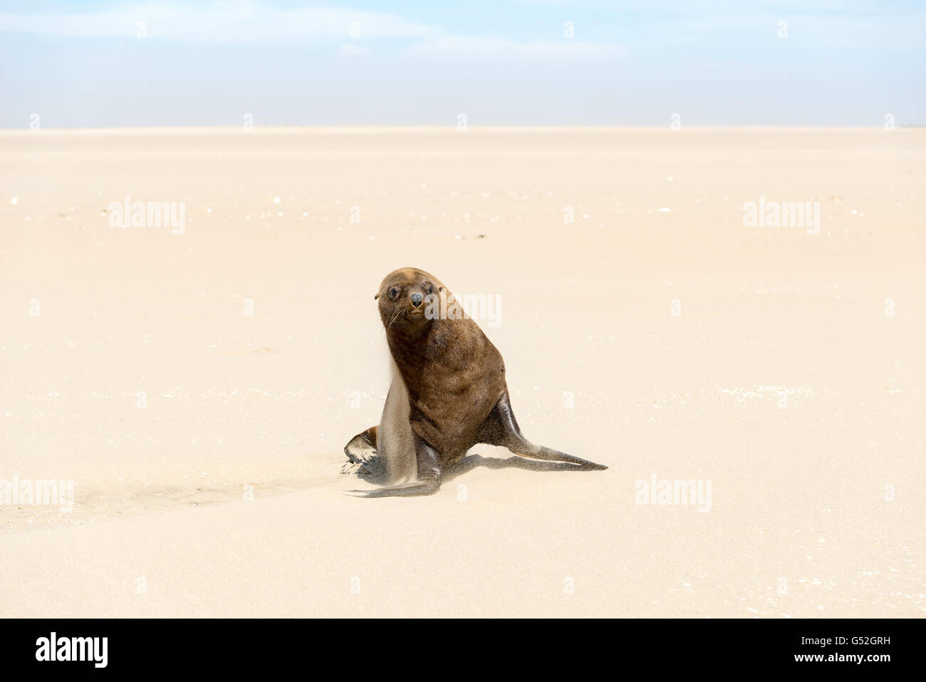 Namibia, Erongo, Walvis Bay, A seal playing in the sand, seal Stock ...