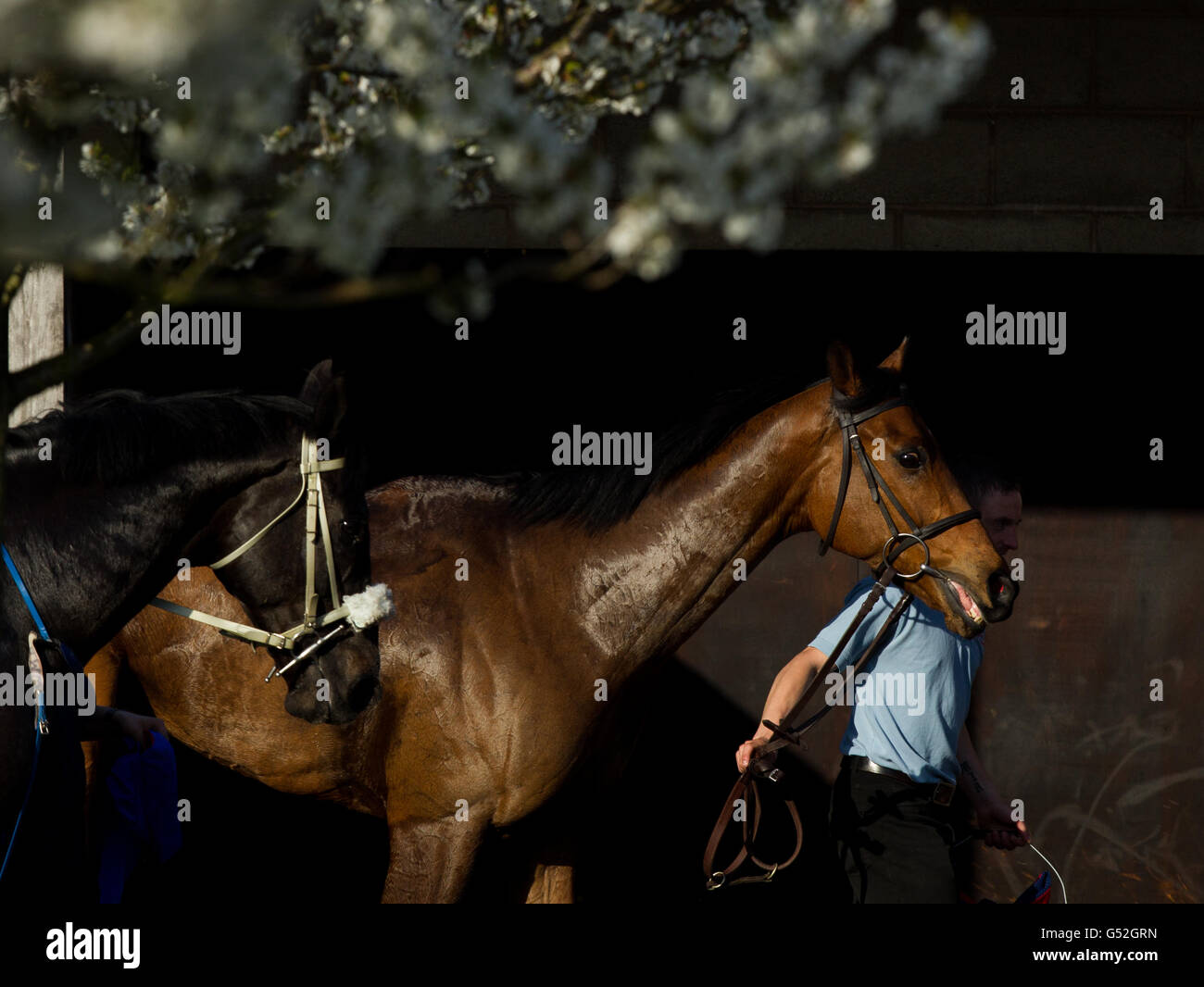 Horses are taken back to the stables after their race Stock Photo - Alamy