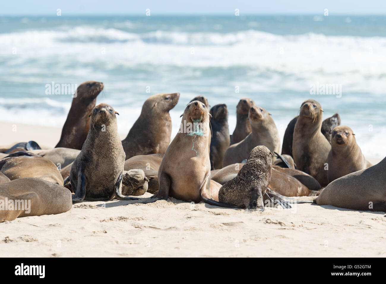 Namibia, Erongo, Walvis Bay, seals at sunbathing, seals Stock Photo - Alamy