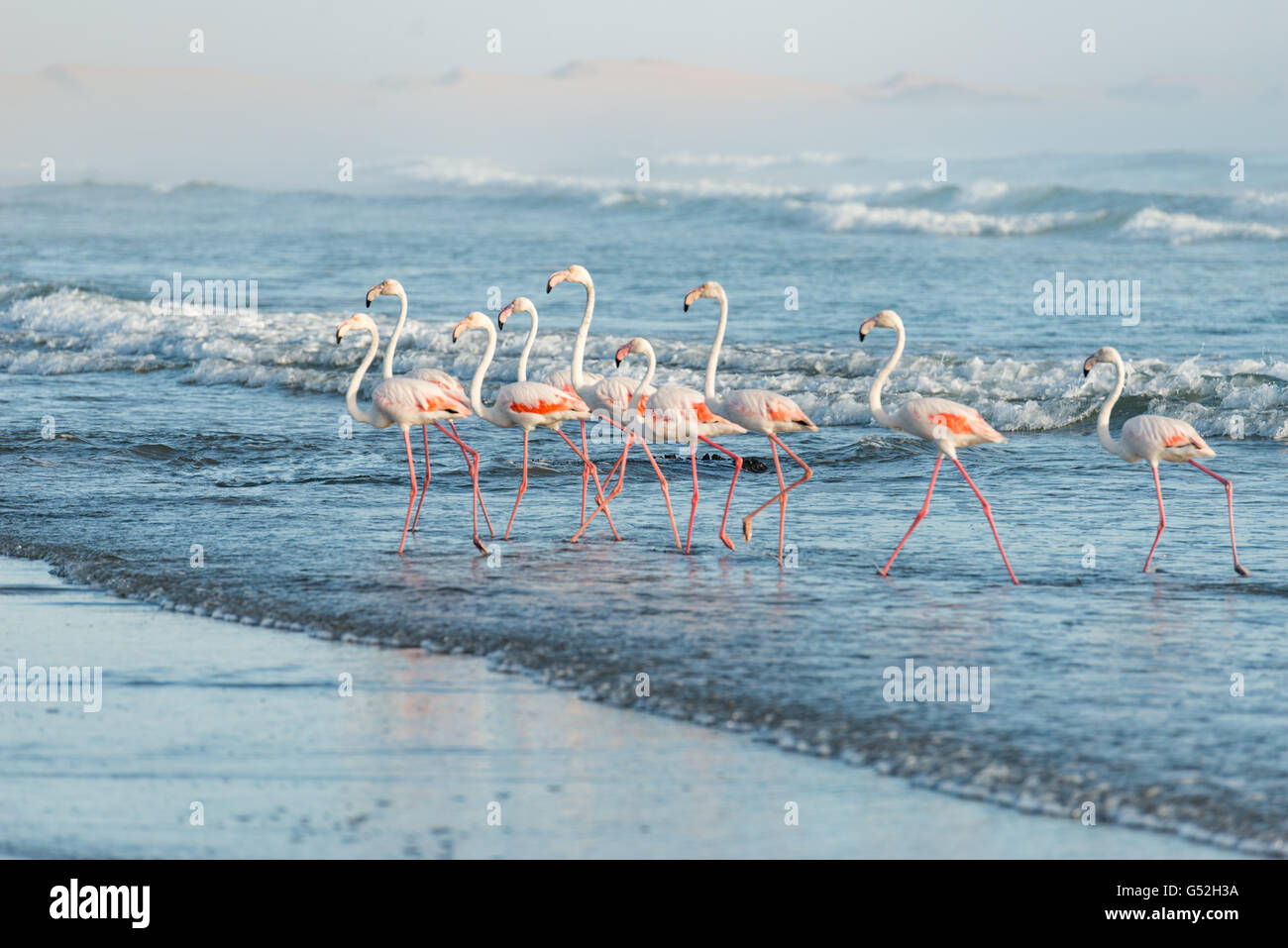 Flamingo running in water hi-res stock photography and images - Alamy