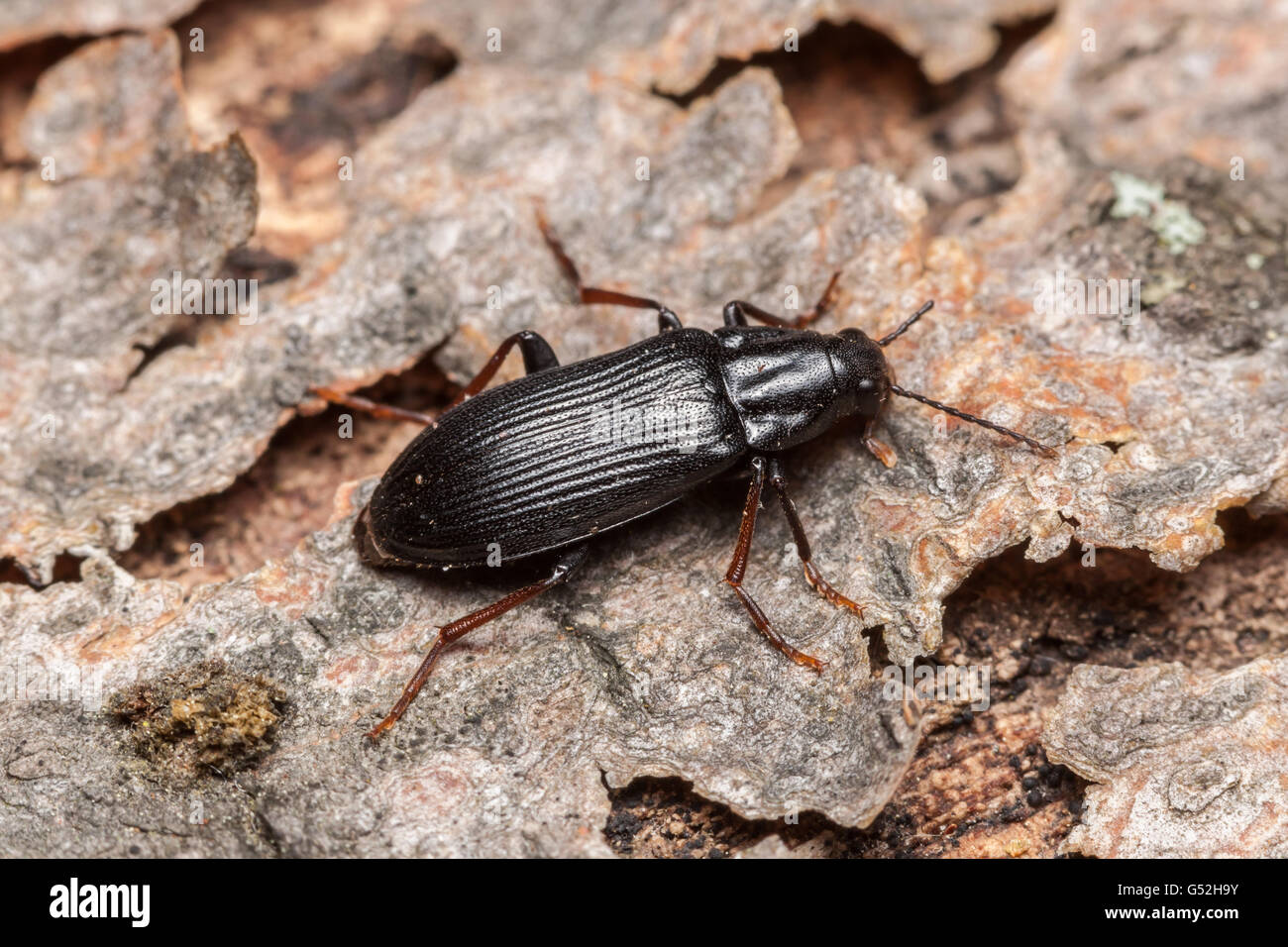 A False Darkling Beetle (Melandrya striata) perches on the bark of a ...