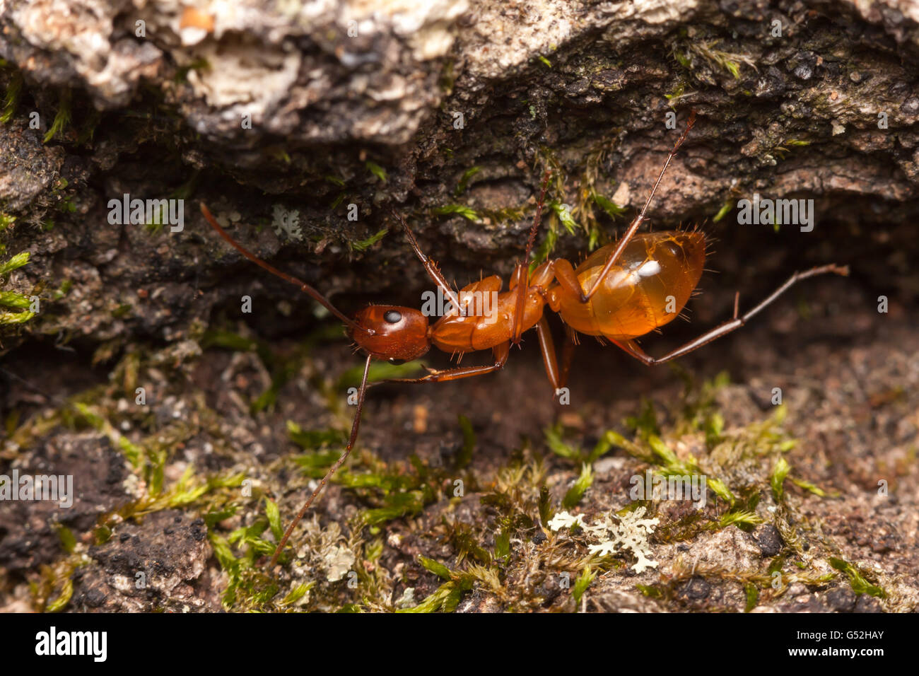 A Chestnut Carpenter Ant (Camponotus castaneus) explores a fallen dead ...