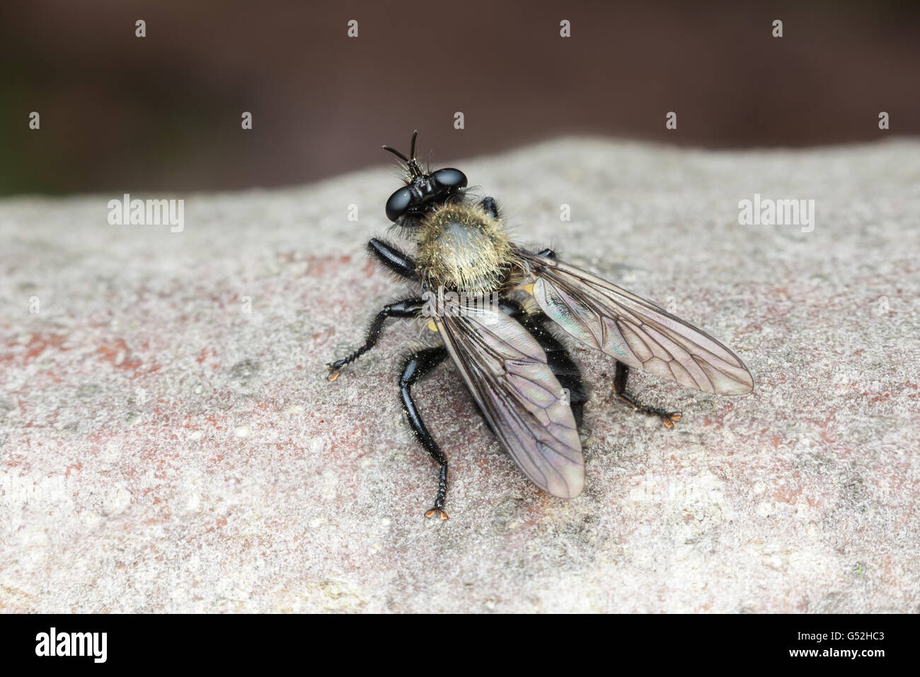 A Bee-like Robber Fly (Laphria flavicollis) perches on the trunk of a ...