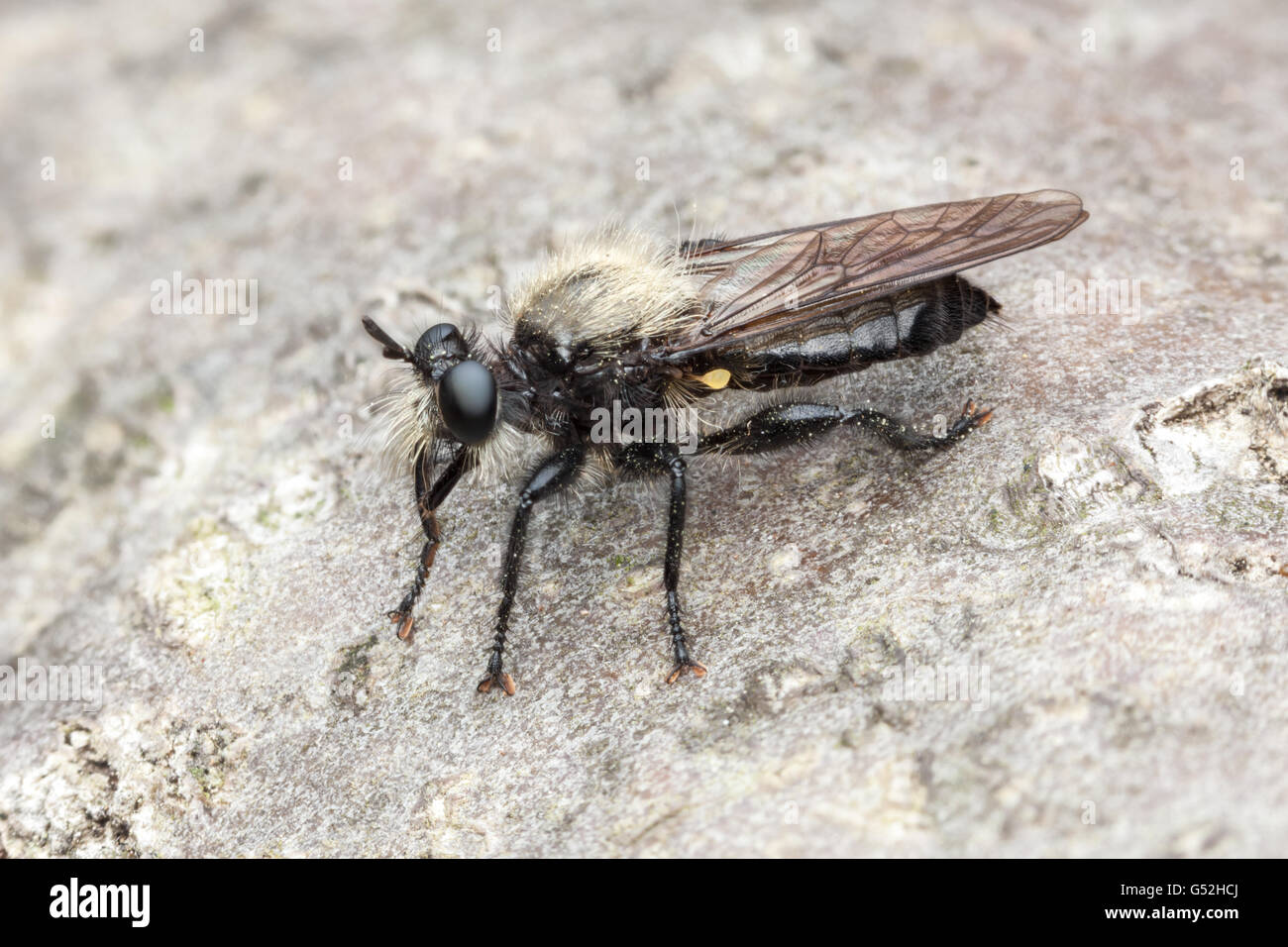 A Bee-like Robber Fly (Laphria flavicollis) perches on the trunk of a ...