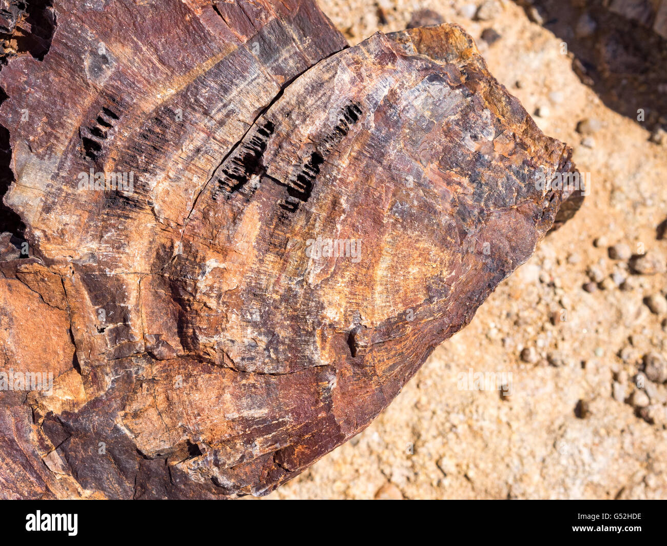 Namibia, Kunene, Petrified Wood, The Petrified Forest is located about ...