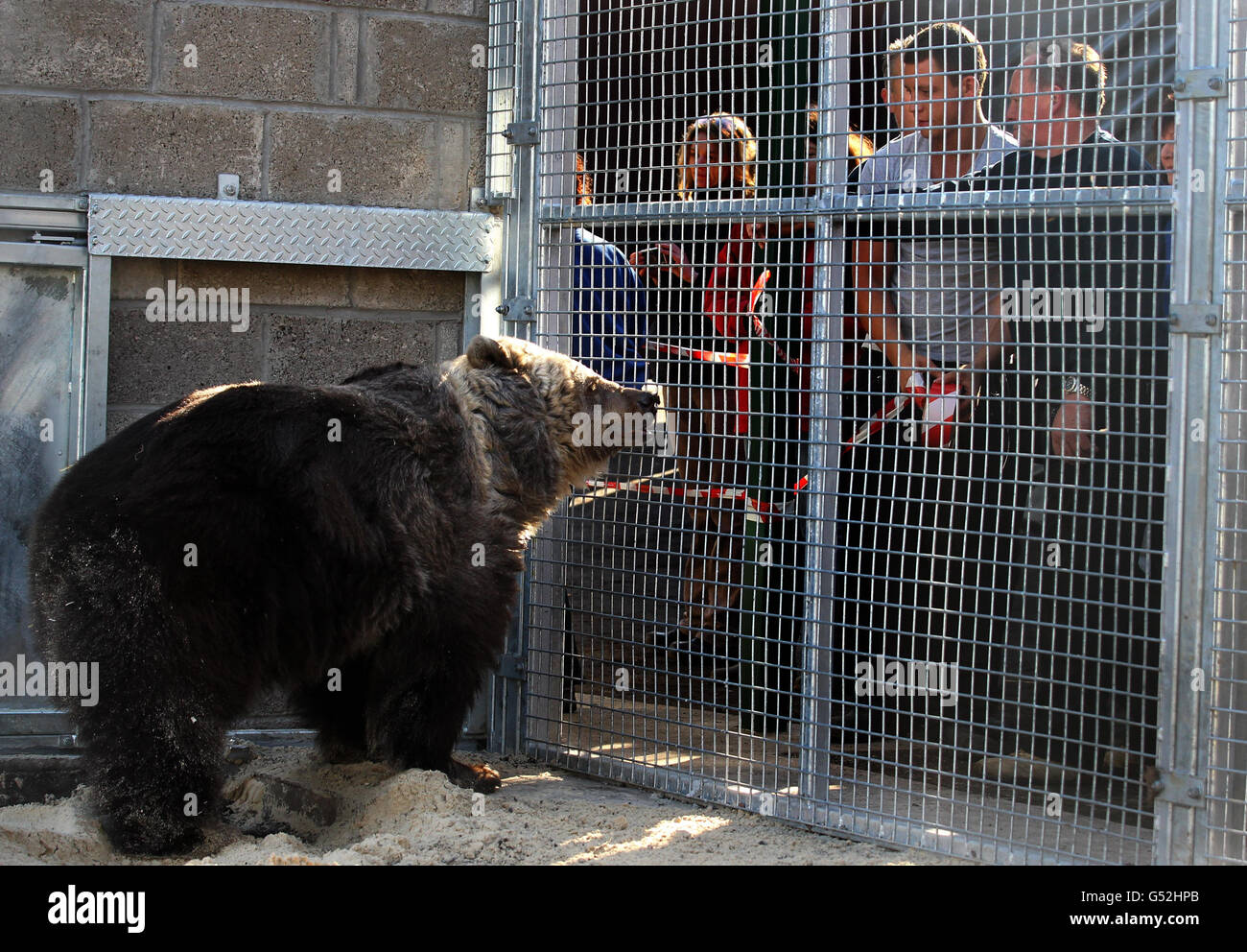 Peggy, one of three circus bears rescued from homelessness in Belgium ...