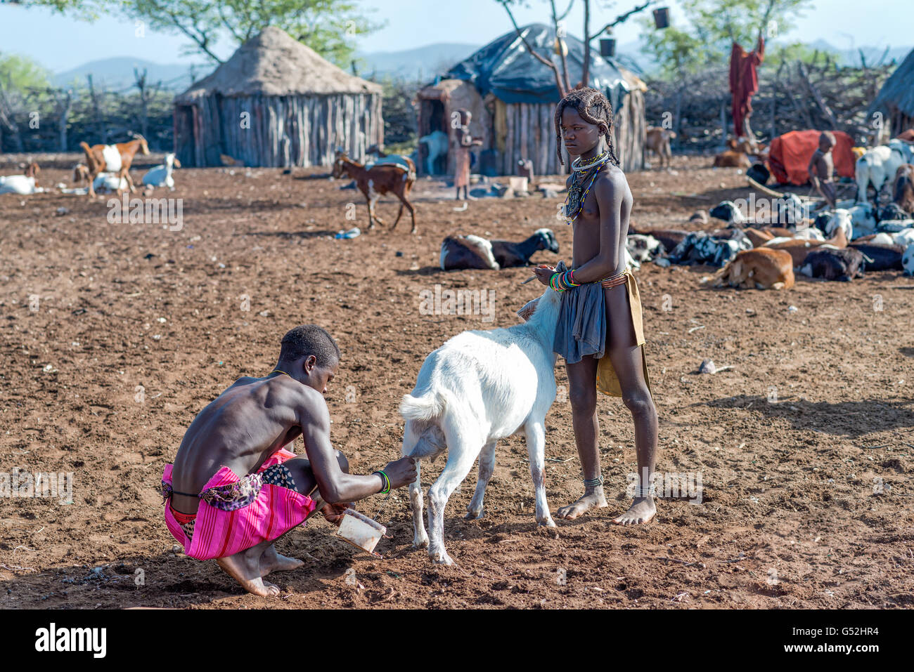 Namibia, Kunene, Kaokoland, Himbas milking goat, In the Himbakral Stock ...
