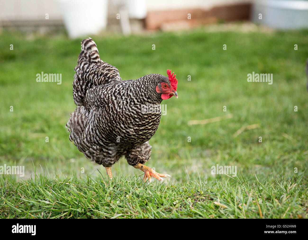 Barred rock chicken hi-res stock photography and images - Alamy