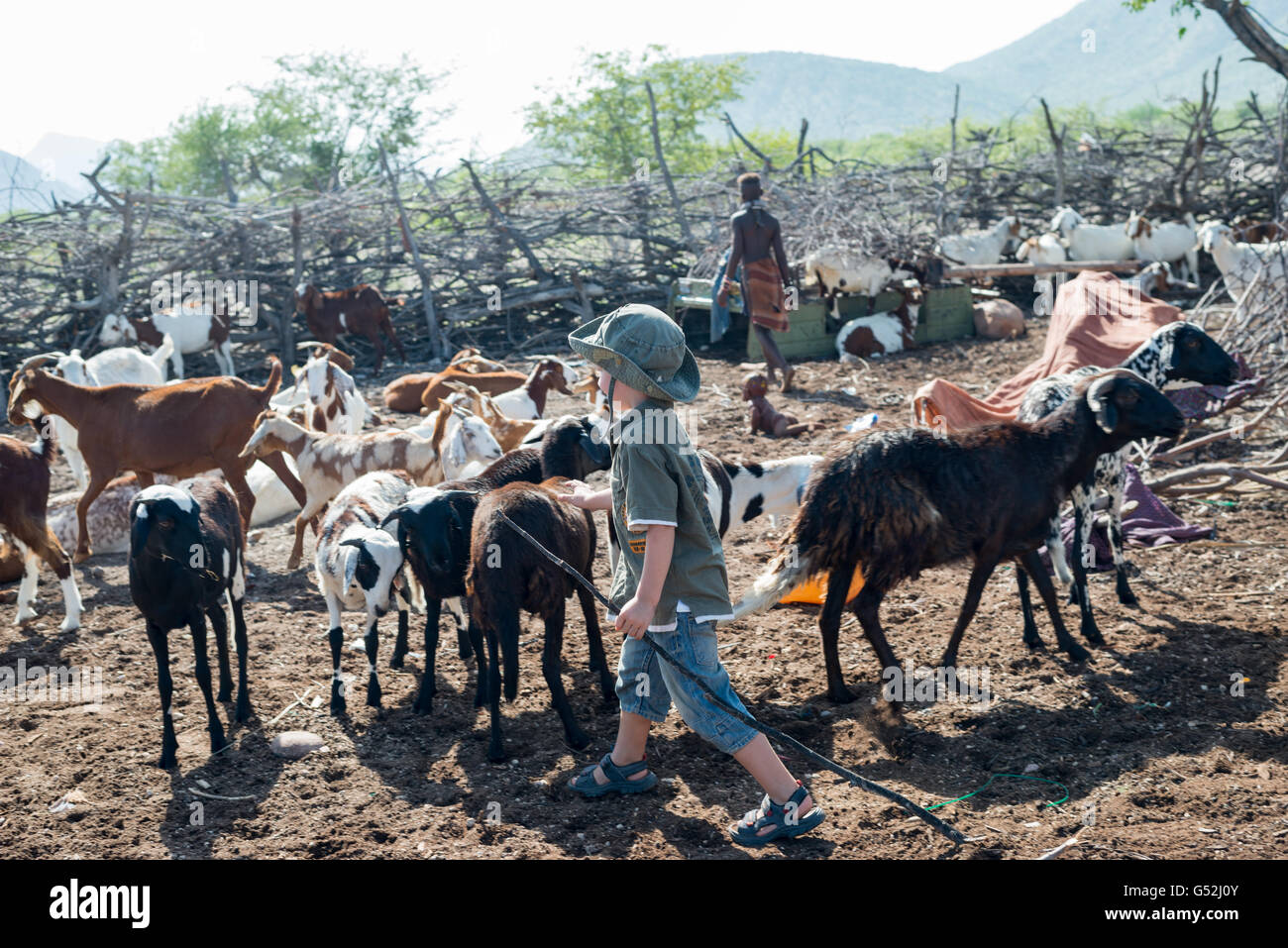 Namibia, Kunene, Kaokoland, goat hats in the Himbakral (temporarily ...