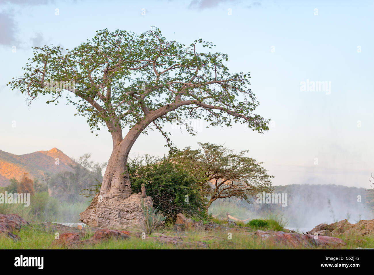 Massive trunk hi-res stock photography and images - Alamy