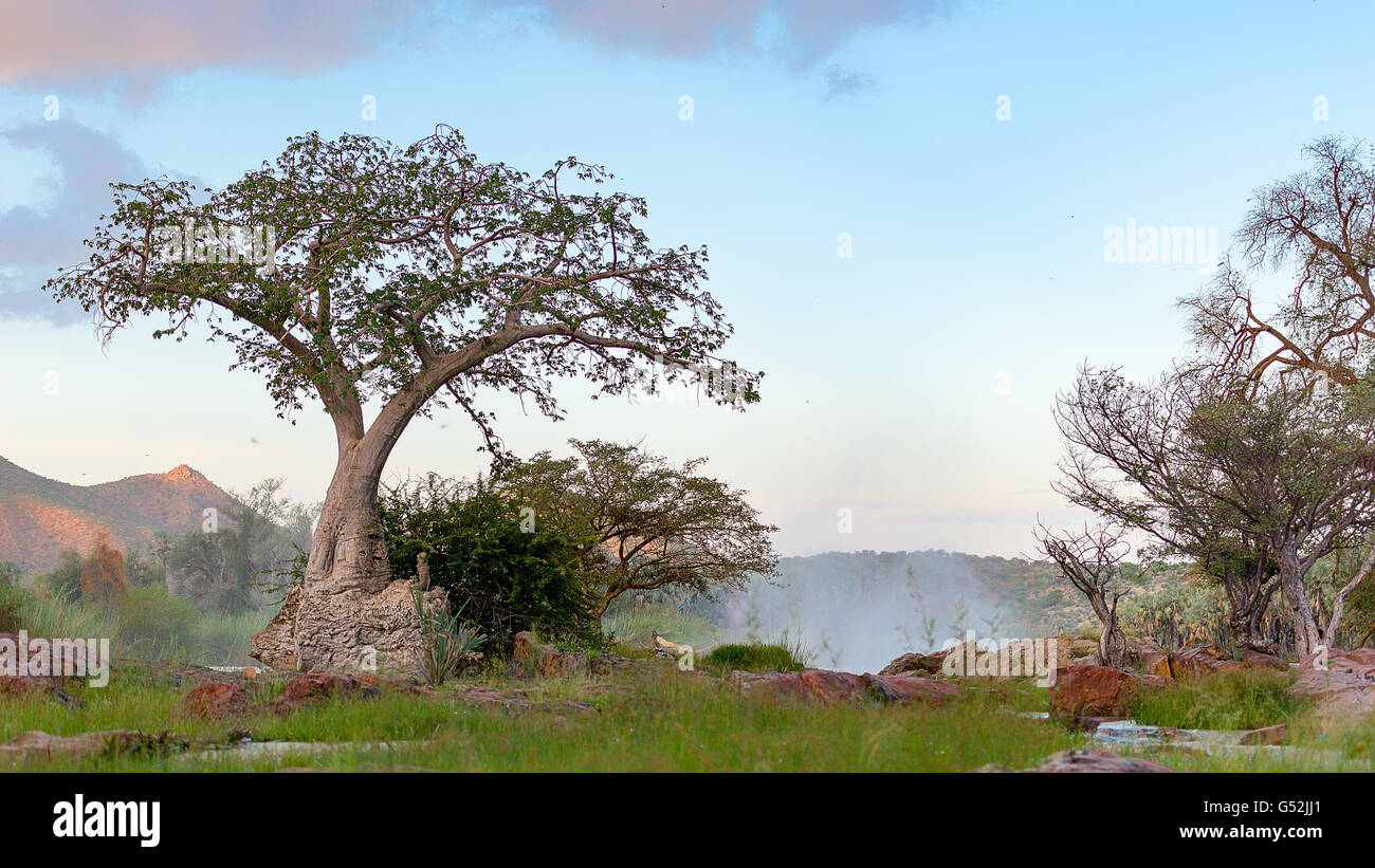 Massive trunk hi-res stock photography and images - Alamy