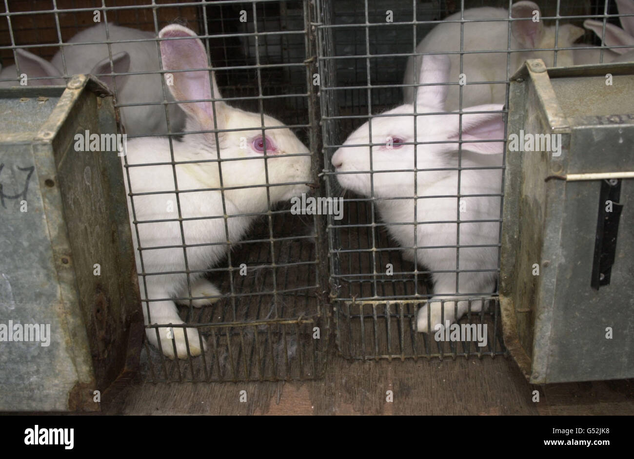 A 22 year old firm that bred rabbits for laboratory testing hi-res ...